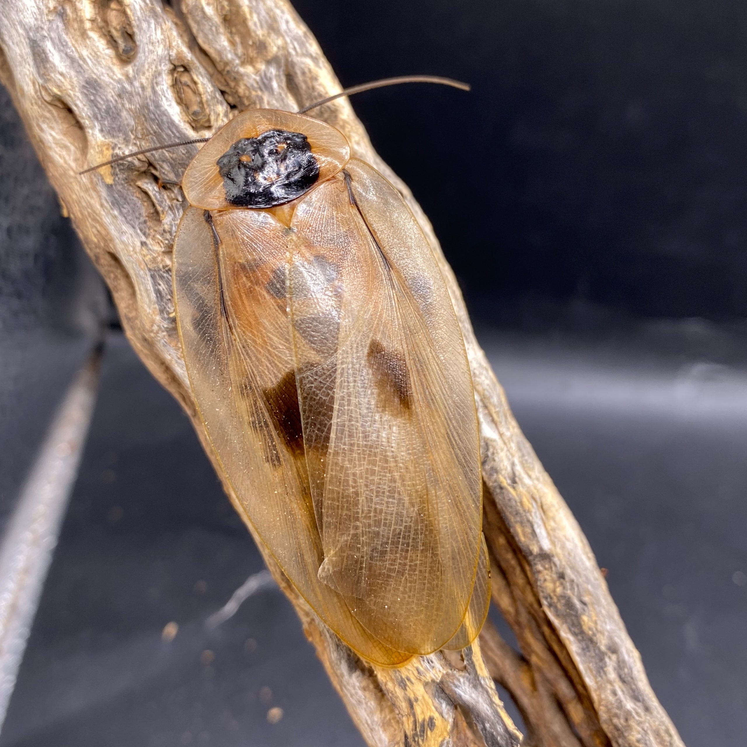 Hybrid Roach, Blaberus sp. | RollyPolliesonaroll